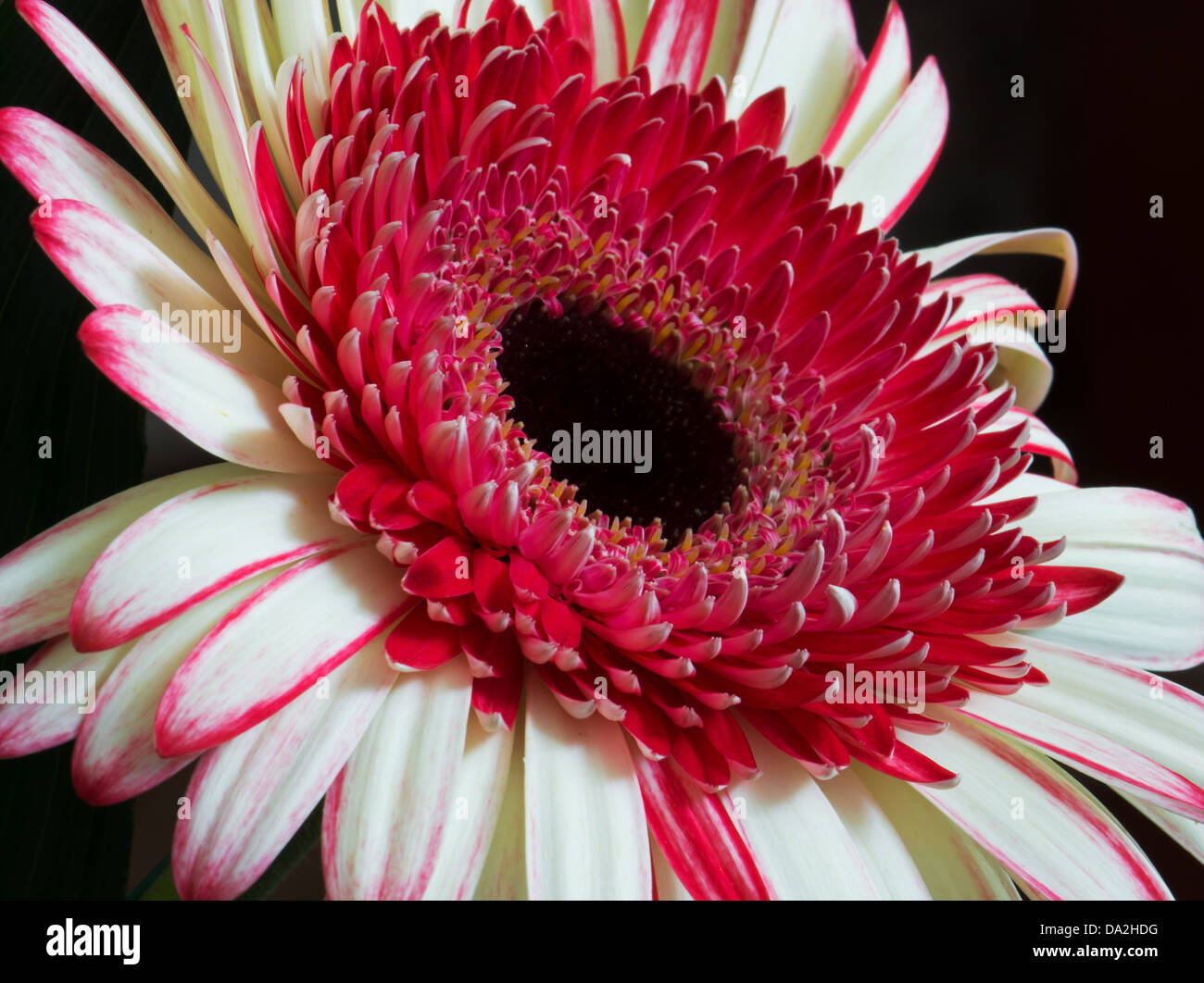 Close up of red gerbera petals Stock Photo - Alamy