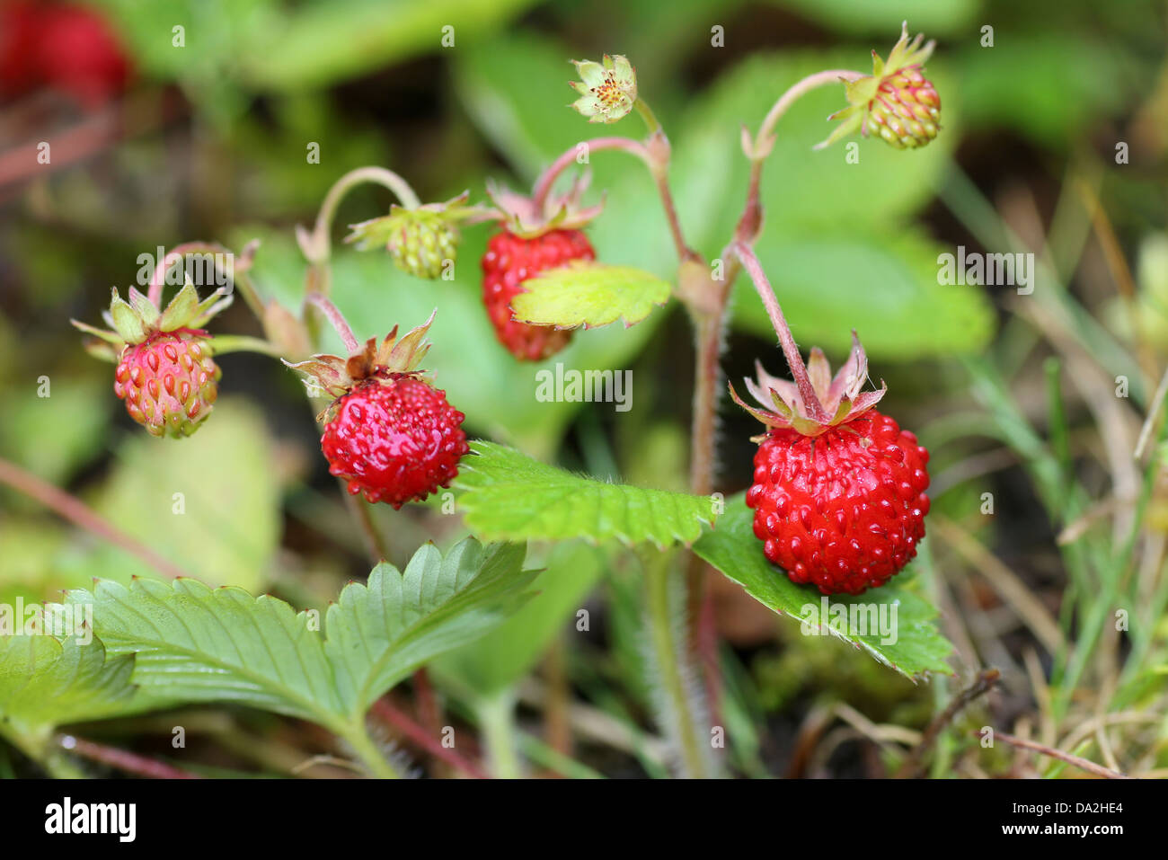 Wild Strawberry Fragaria vesca Stock Photo - Alamy
