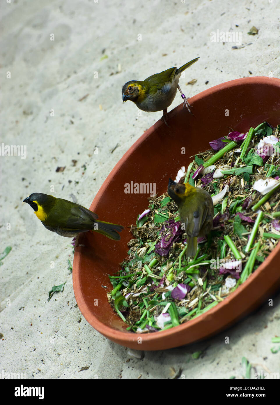 Starving birds hi-res stock photography and images - Alamy
