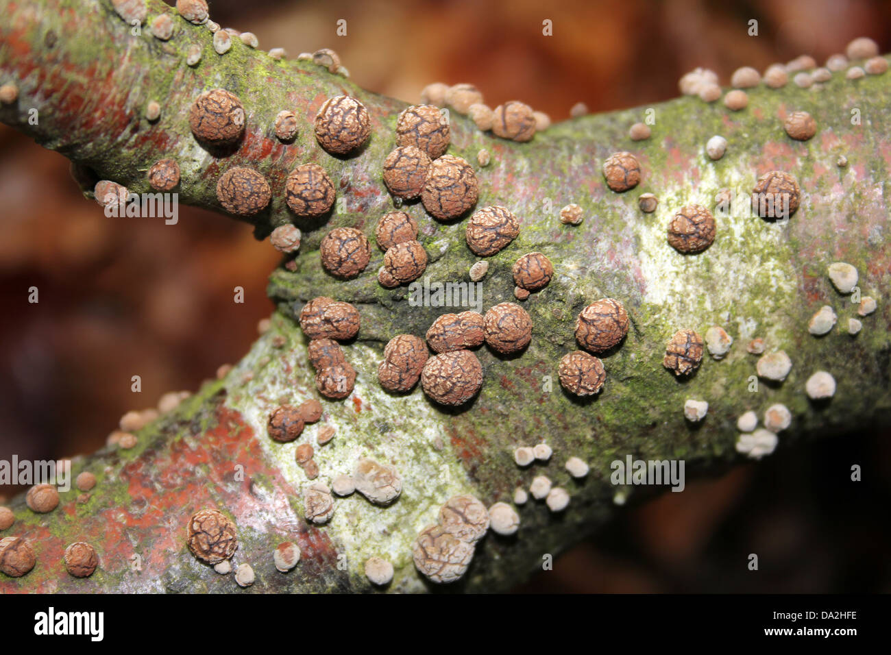 Beech Woodwart Fungi Hypoxylon fragiforme Stock Photo - Alamy
