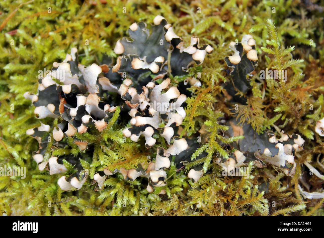Dog Lichen Peltigera Species Stock Photo - Alamy