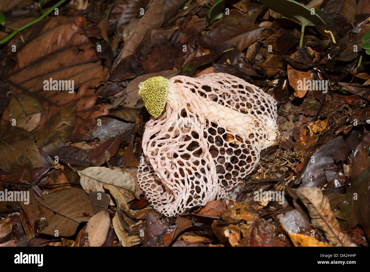 Stinkhorn mushroom, Phallus/Dictyophora species, Singapore Stock Photo ...