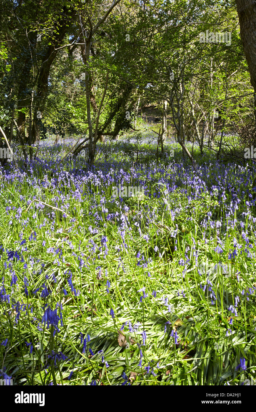 Blue Bell woodland at Welcombe, North Devon Stock Photo - Alamy