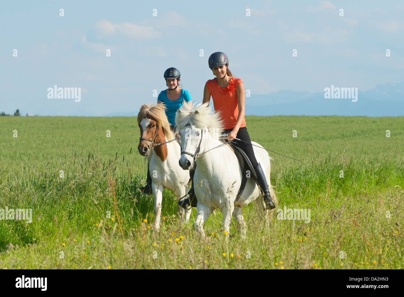 Two young riders on back of Icelandic horses riding out Stock Photo - Alamy