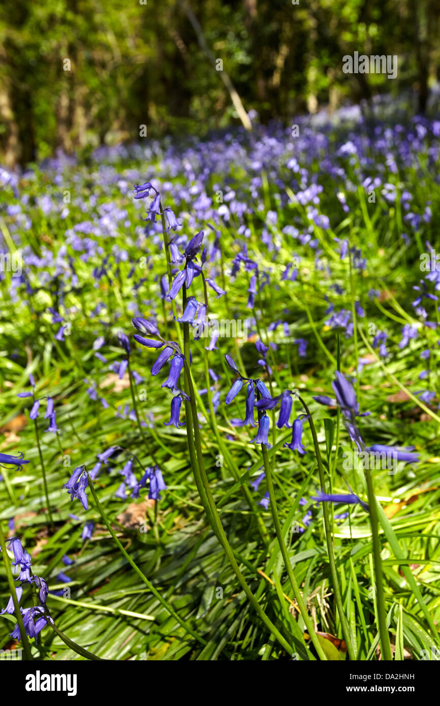 Blue Bell woodland at Welcombe, North Devon Stock Photo - Alamy