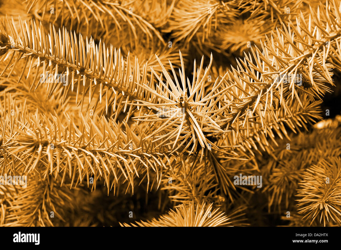 Tree Like Plants High Resolution Stock Photography and Images - Alamy