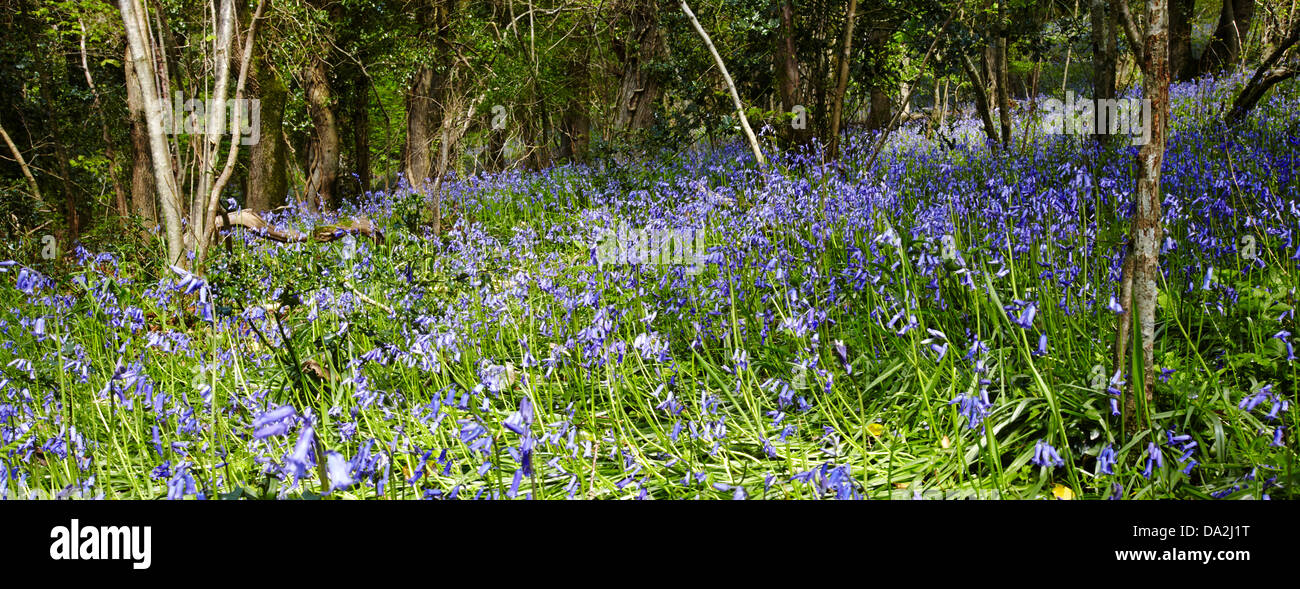 Blue Bell woodland at Welcombe, North Devon Stock Photo - Alamy