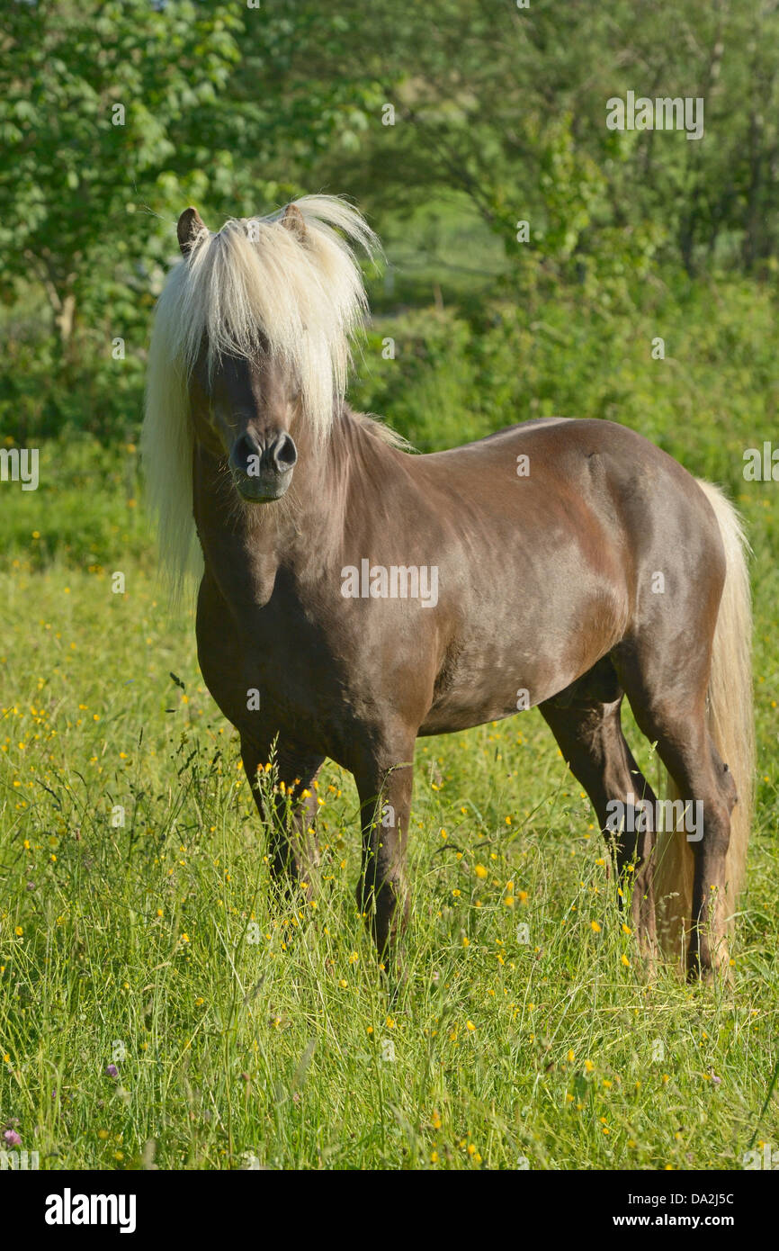 Silver Dapple Horse Silver Dapple Mare Living Waters