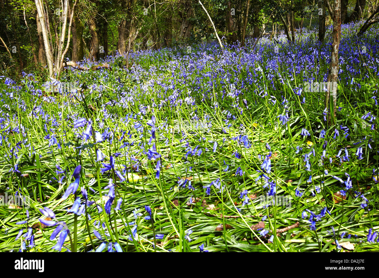 Blue Bell woodland at Welcombe, North Devon Stock Photo - Alamy