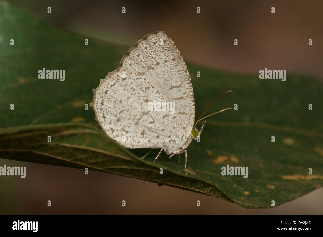 Allotinus unicolor unicolor, commonly known as the Lesser Darkie Stock ...