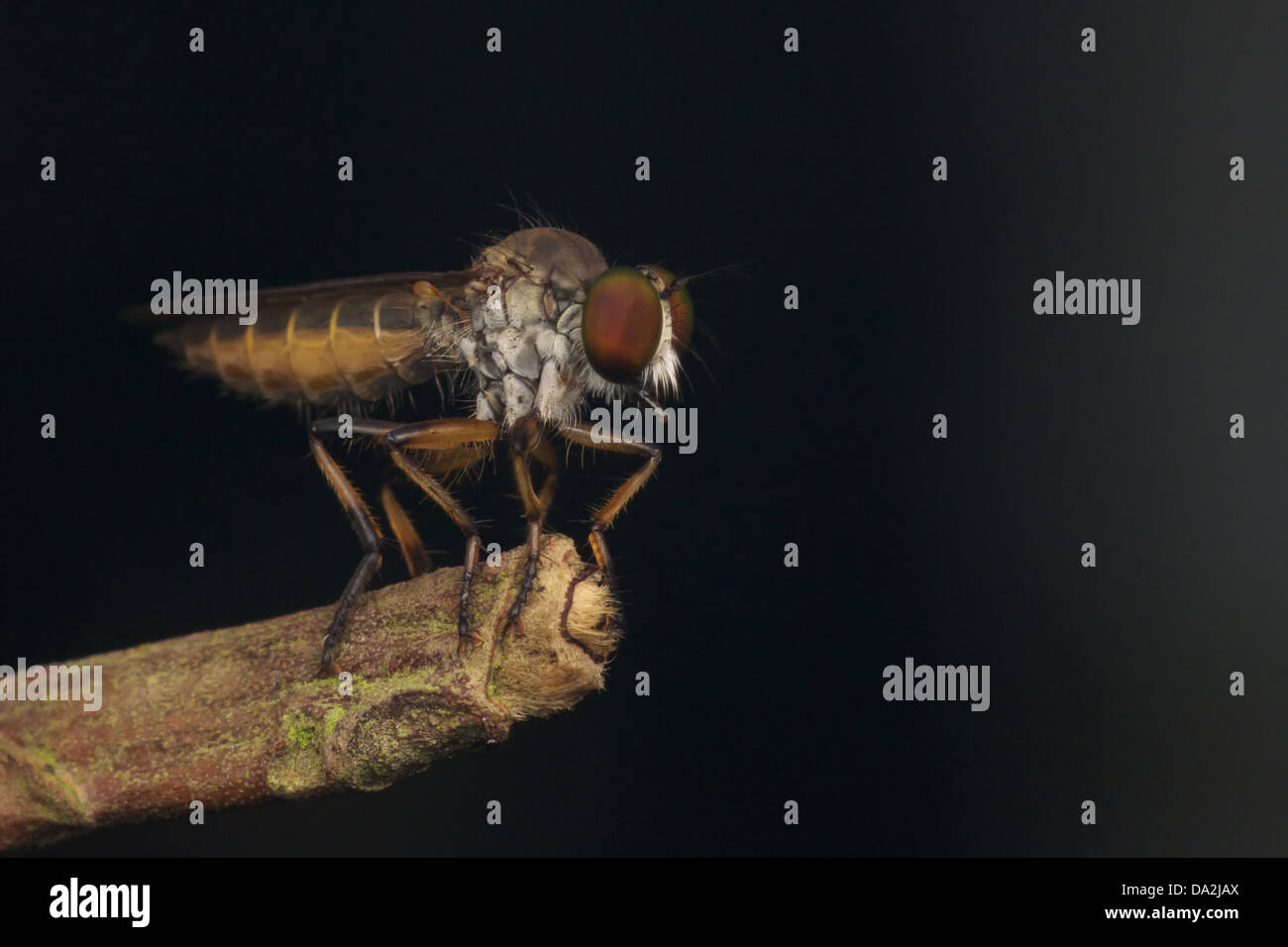 The Asilidae are the robber fly family, also called assassin flies ...