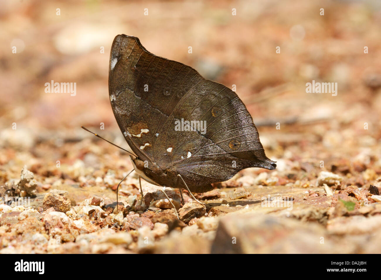 Nymphalid butterflies hi-res stock photography and images - Alamy