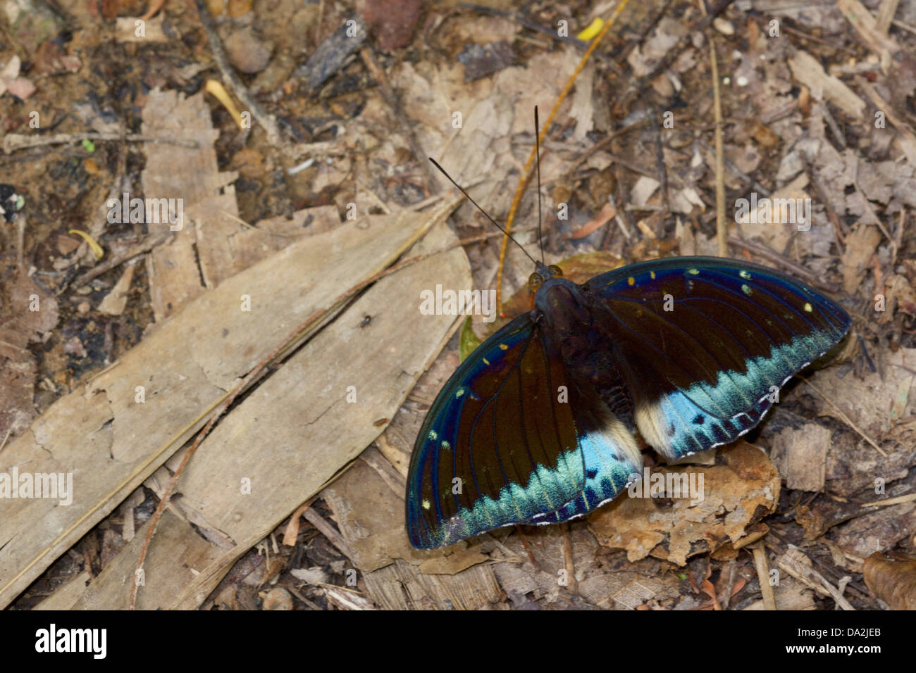 Black Tipped Archduke, Lexias dirtea Stock Photo - Alamy