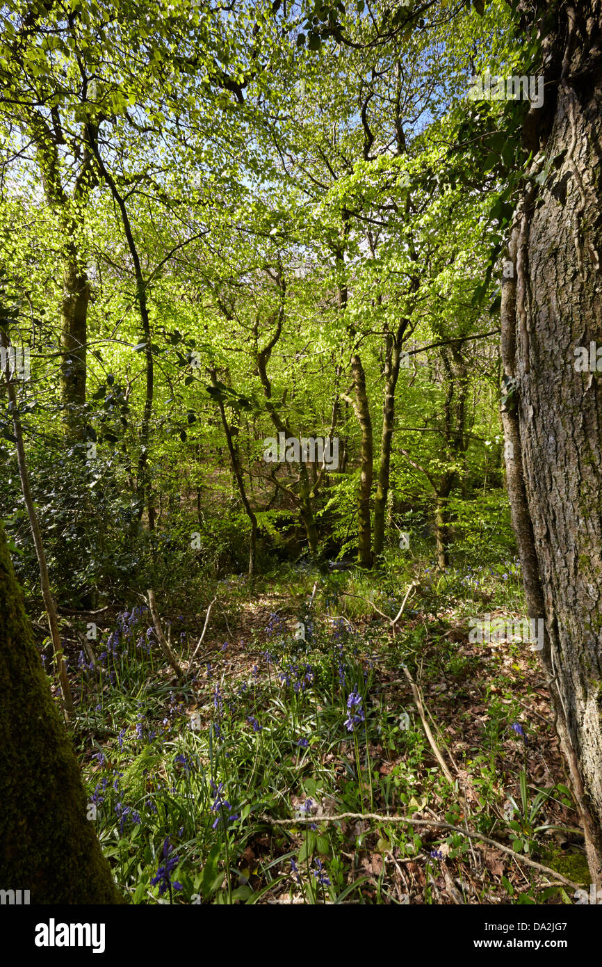 Blue Bell woodland at Welcombe, North Devon Stock Photo - Alamy
