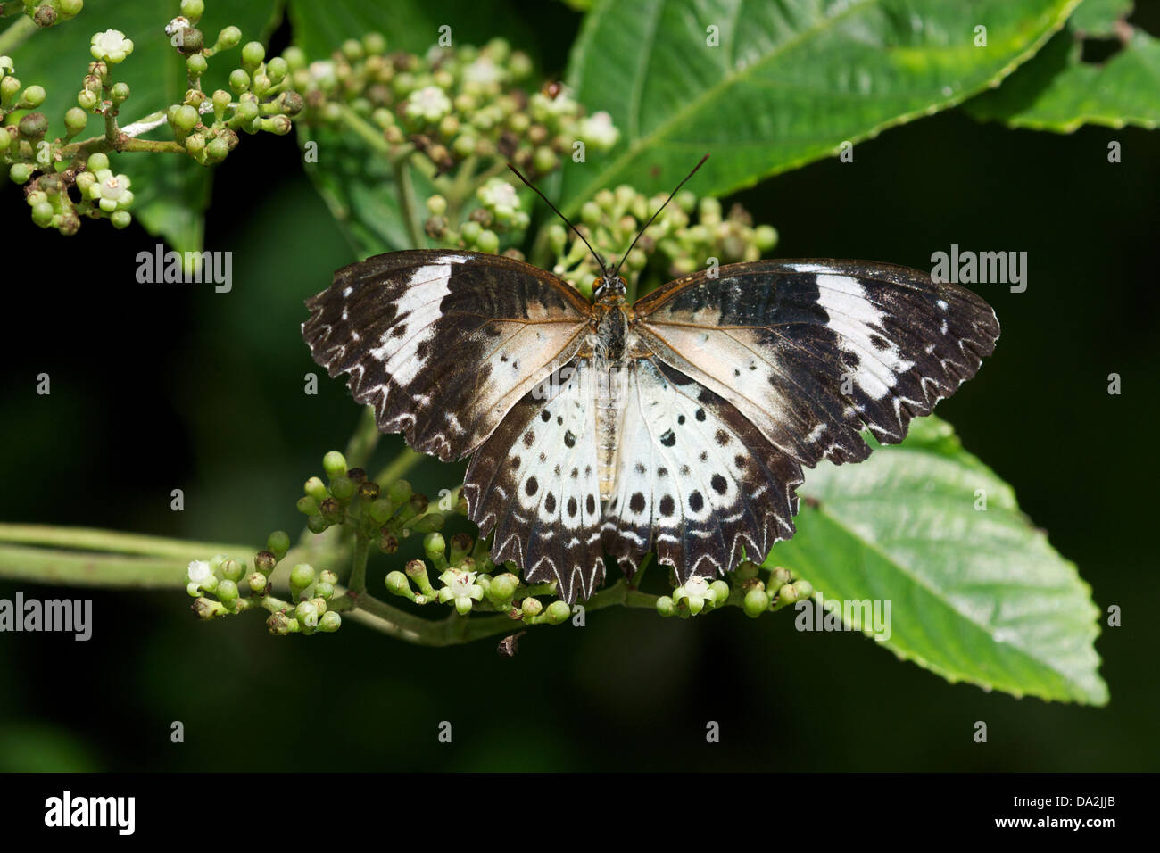 Cethosia cyane euanthes hi-res stock photography and images - Alamy