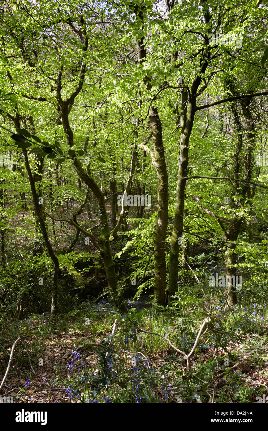 Blue Bell woodland at Welcombe, North Devon Stock Photo - Alamy