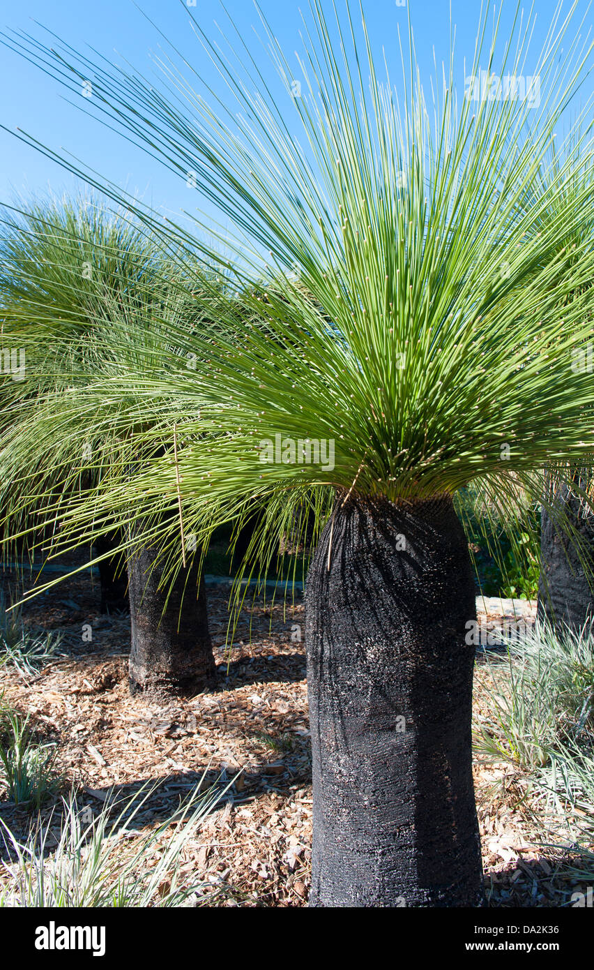 Balga hi-res stock photography and images - Alamy