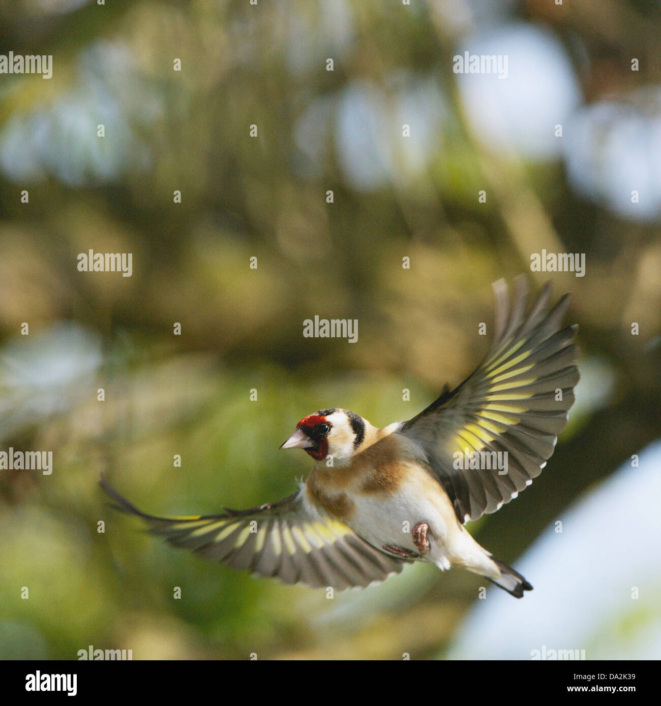 Gold Finch Flying High Resolution Stock Photography and Images - Alamy