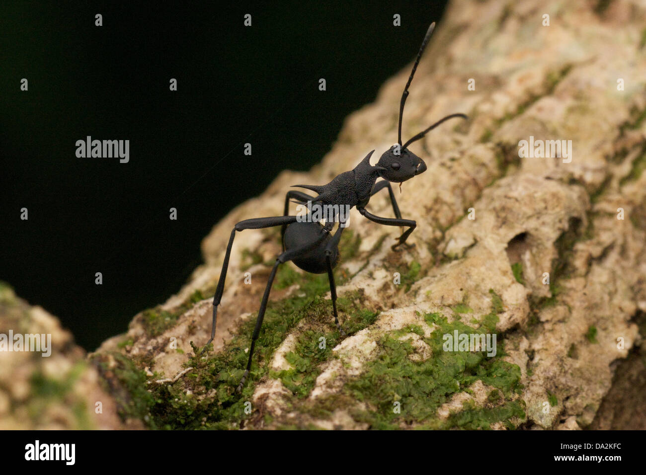 Polyrhachis armata hi-res stock photography and images - Alamy