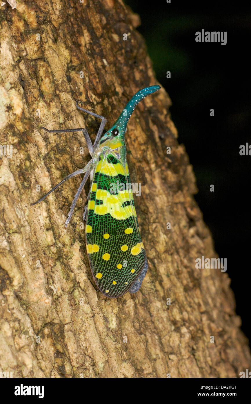 Pyrops viridirostris, lantern bug. Chaloem Phrakiat Thai Prachan ...