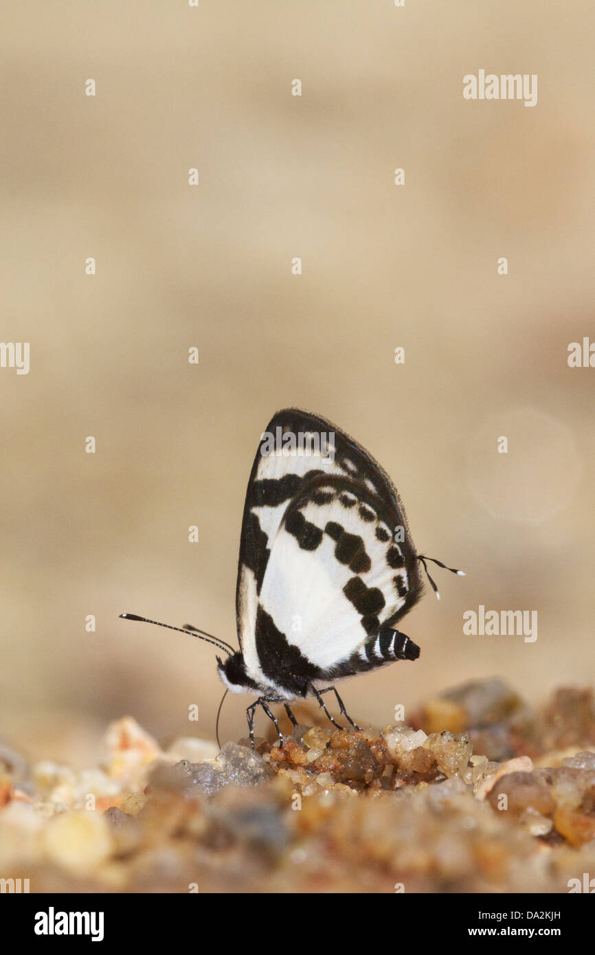 Pierrot butterfly hi-res stock photography and images - Alamy
