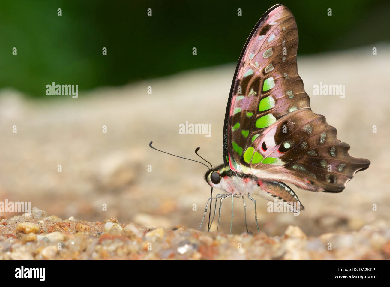 Graphium agamemnon papilionidae butterfly hi-res stock photography and ...