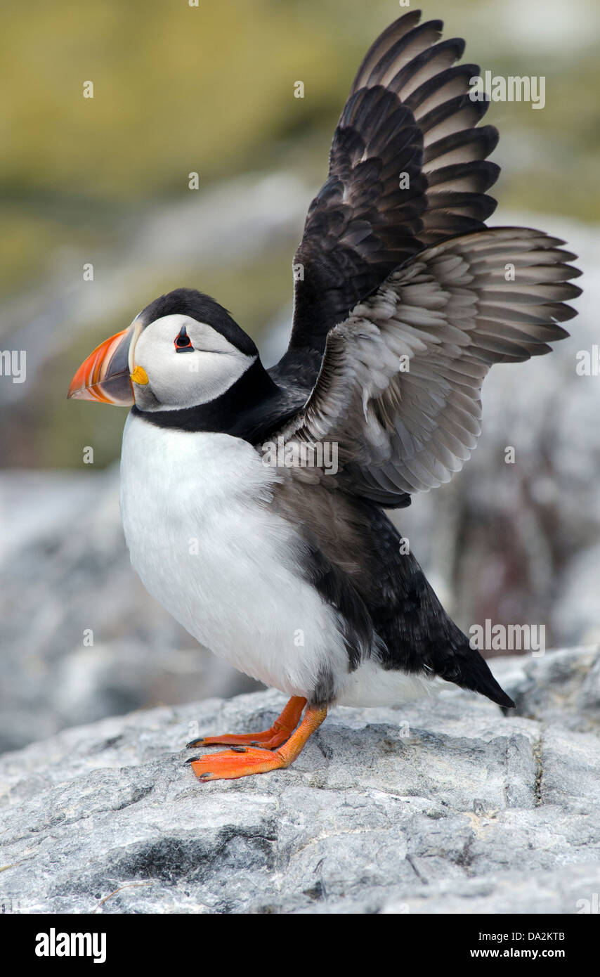 close up portrait of a puffin flapping its wings prior to take off from ...