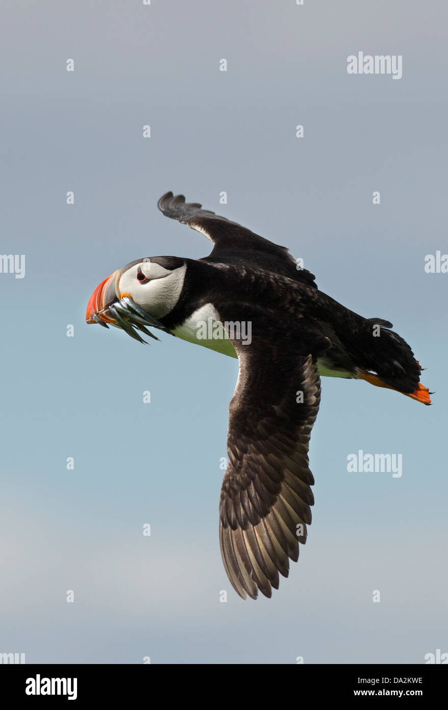 flying puffin on way back to nest with a beak full of butter fish and ...