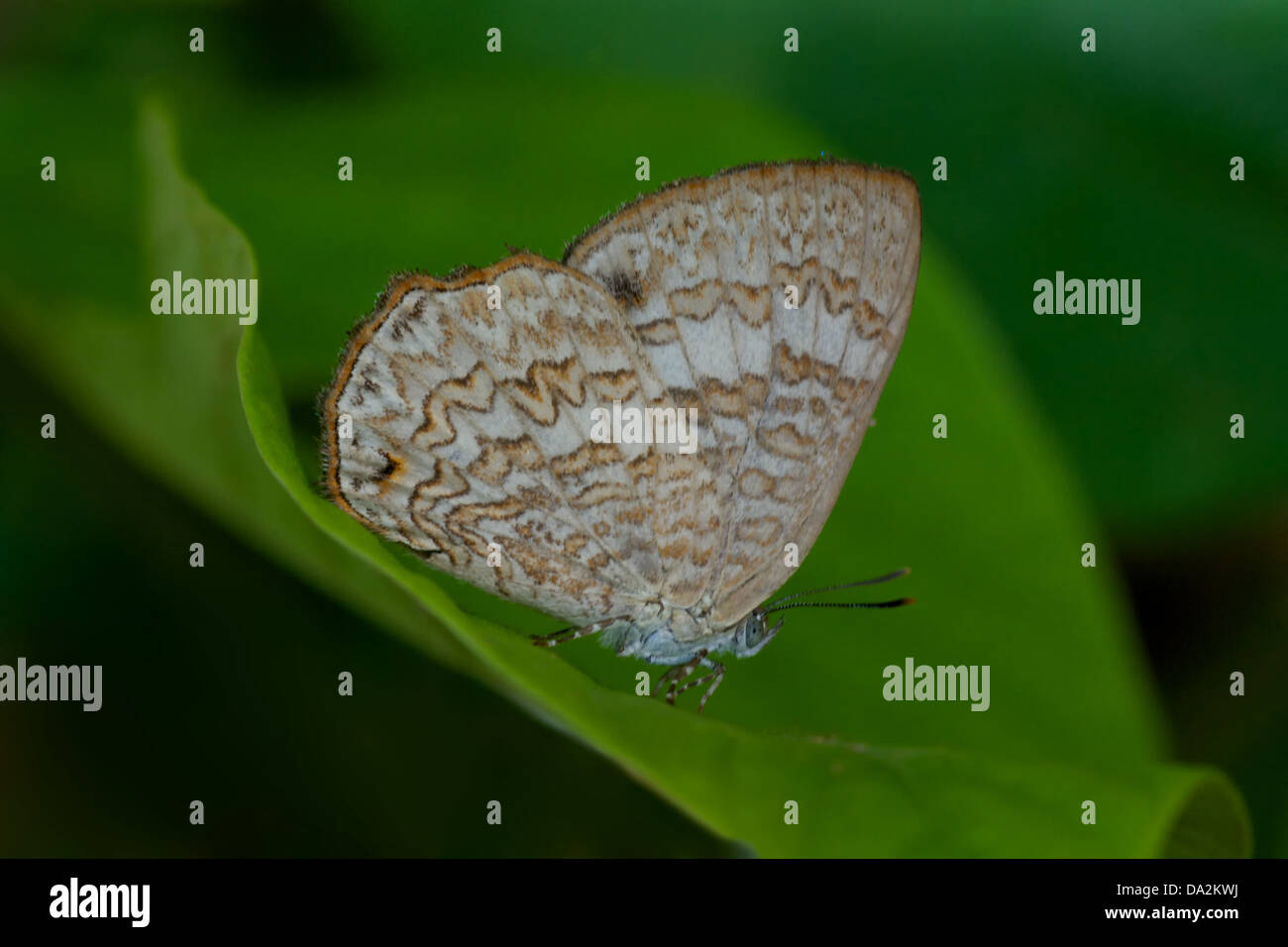 Poritia erycinoides hi-res stock photography and images - Alamy