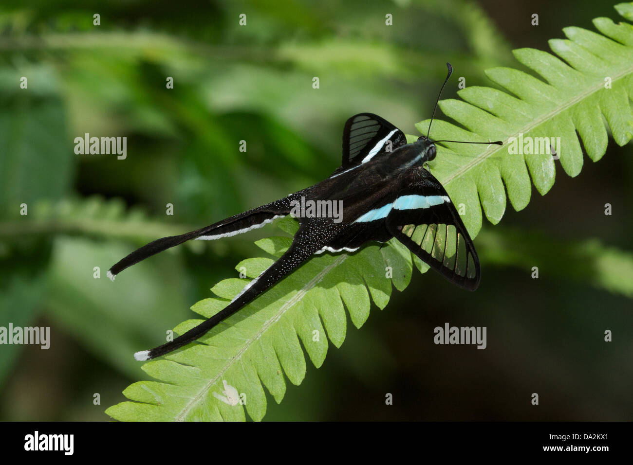The Green Dragontail (Lamproptera meges) is a species of swallowtail ...