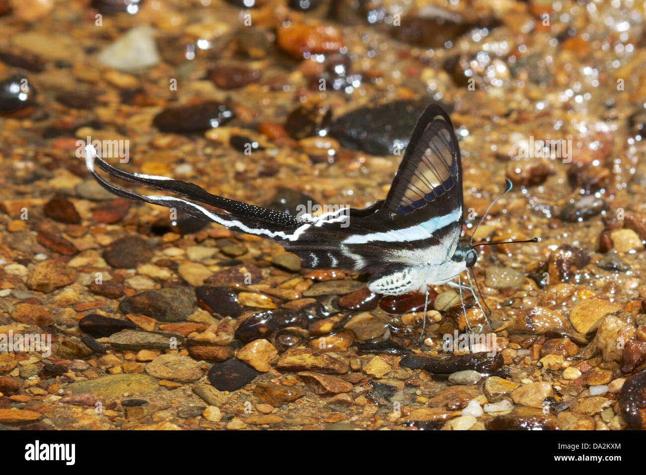 The Green Dragontail (Lamproptera meges) is a species of swallowtail ...