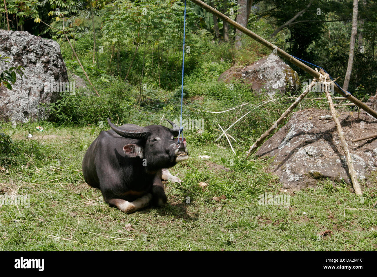 Watter buffalo tied with rope Stock Photo - Alamy