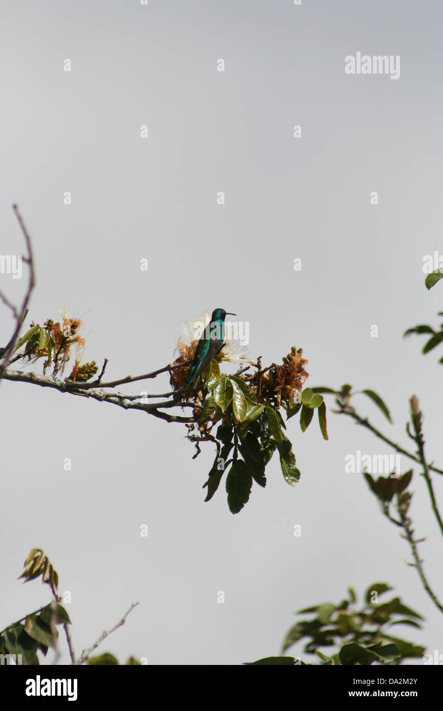 Hummingbird tree flower hi-res stock photography and images - Alamy