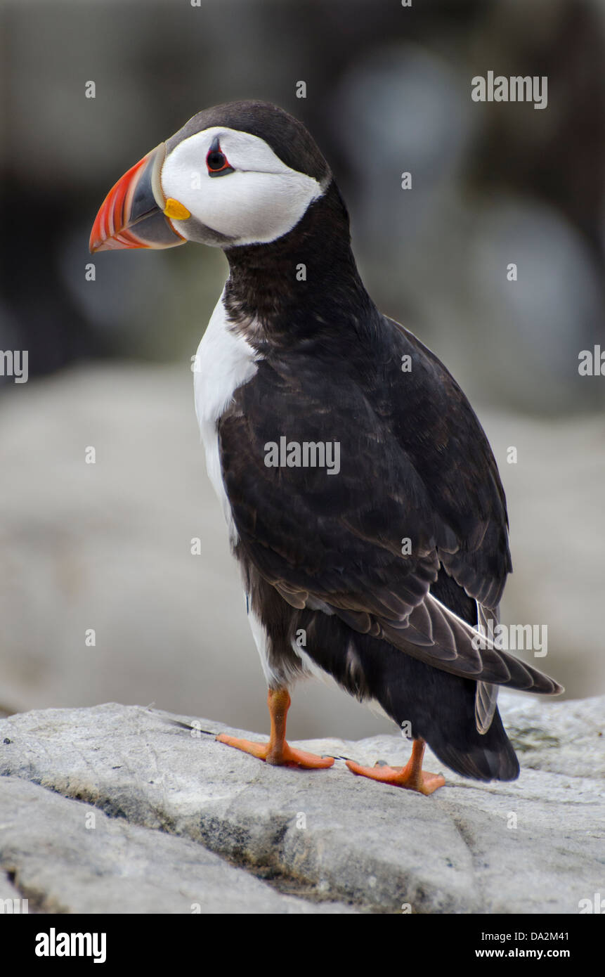 close up portrait of an alert puffin gazing facing left with its back ...