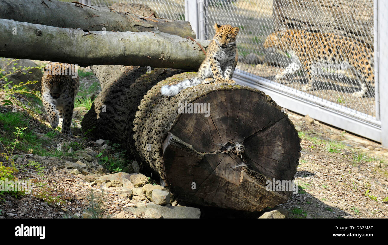 New enclosure for rare Amur leopard was open in zoo in Olomouc, Czech ...