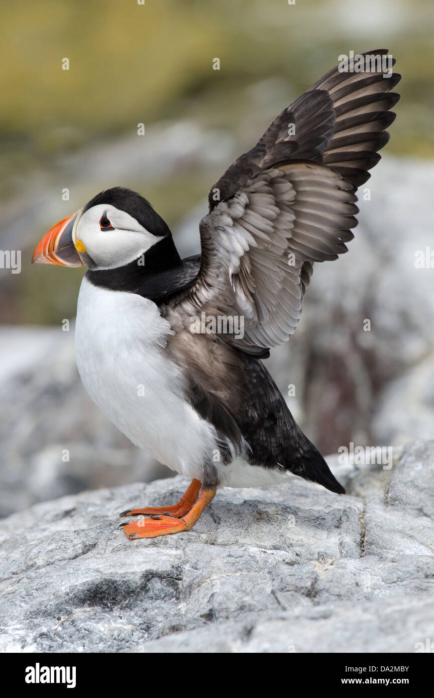 Parrot flapping wings hi-res stock photography and images - Alamy
