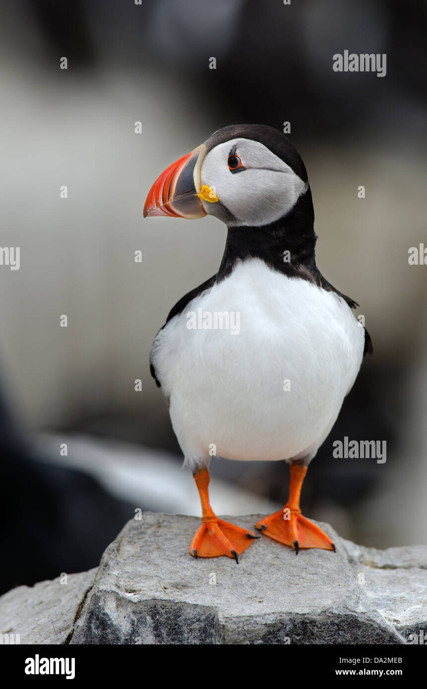 close up portrait of a puffin in good light facing left standing on a ...