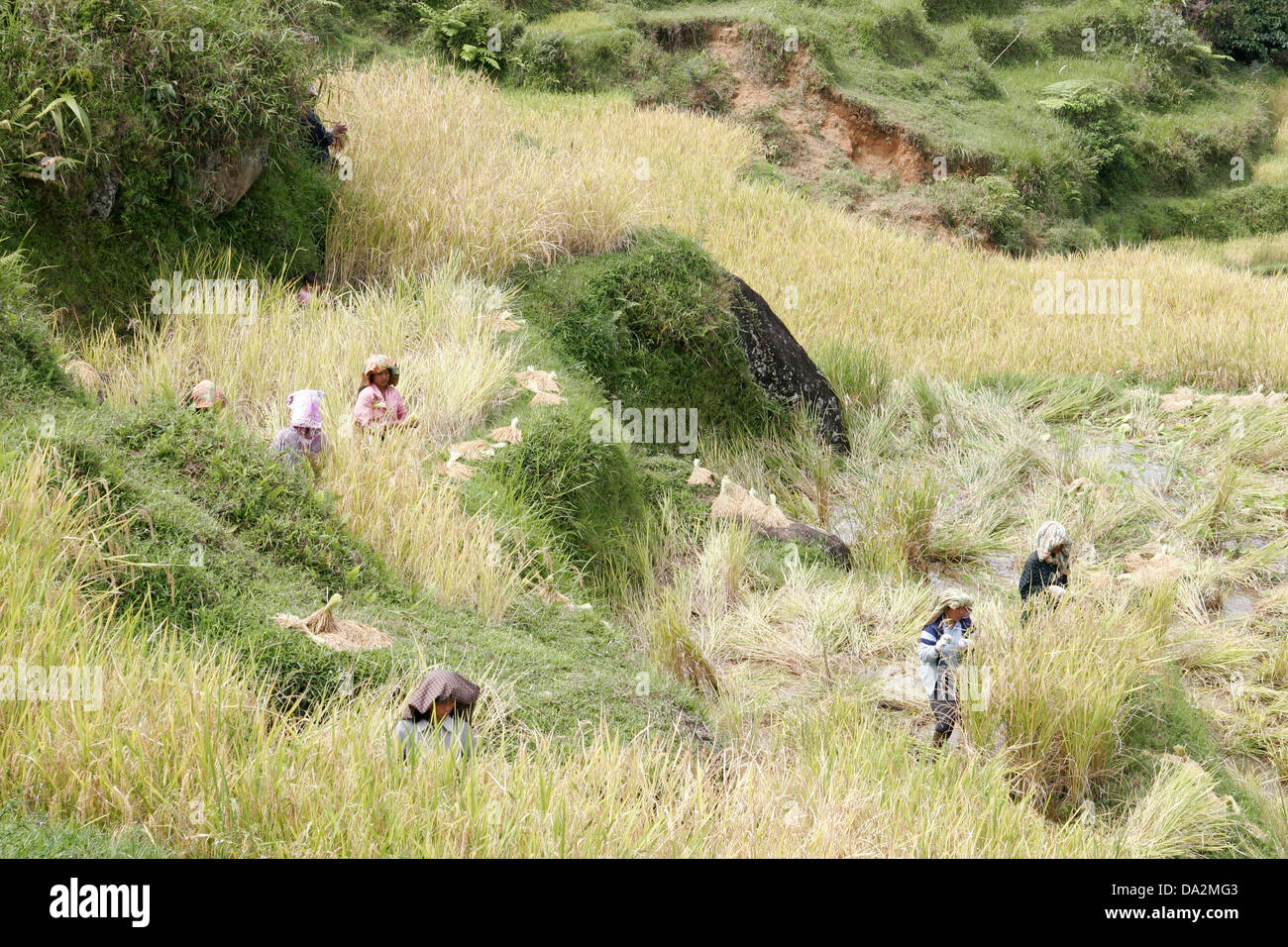 Rice harvest in Sulawesi, Indonesia, Southeast Asia Stock Photo - Alamy
