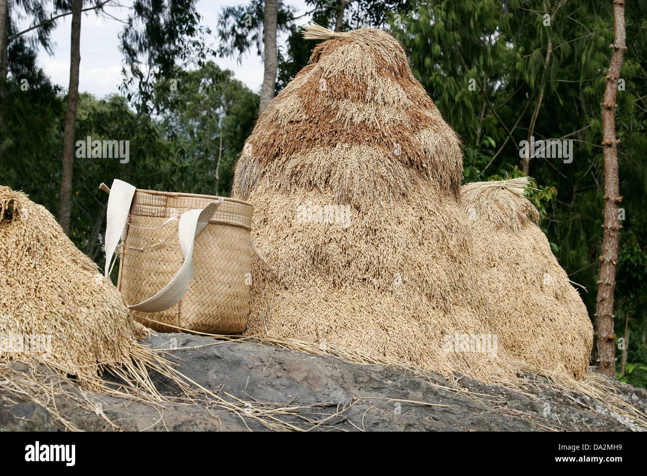 Rice harvest in Sulawesi, Indonesia, Southeast Asia Stock Photo - Alamy