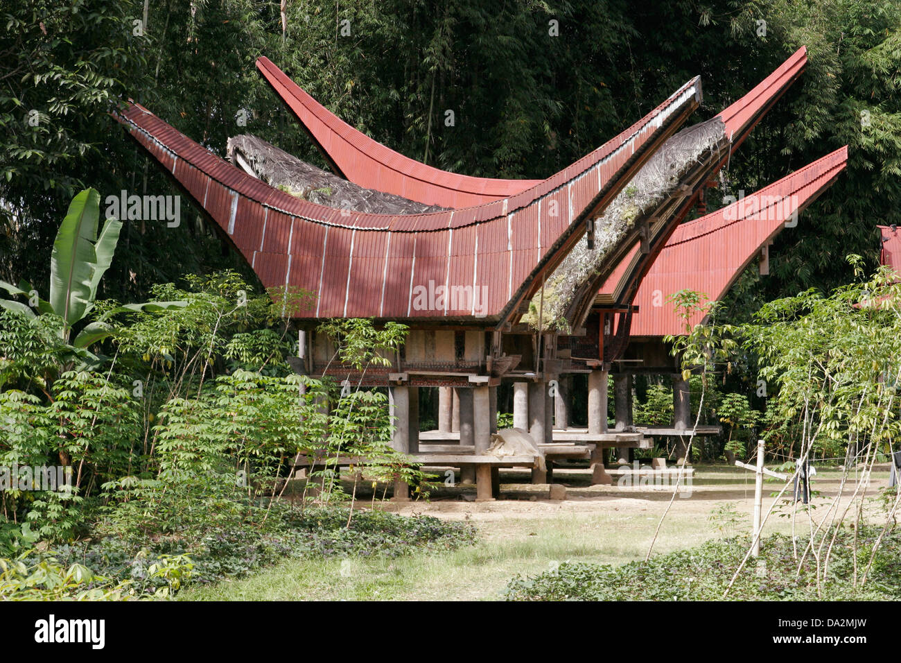 Traditional Torajan houses (tongkonan) in local village, Tona Toraja ...