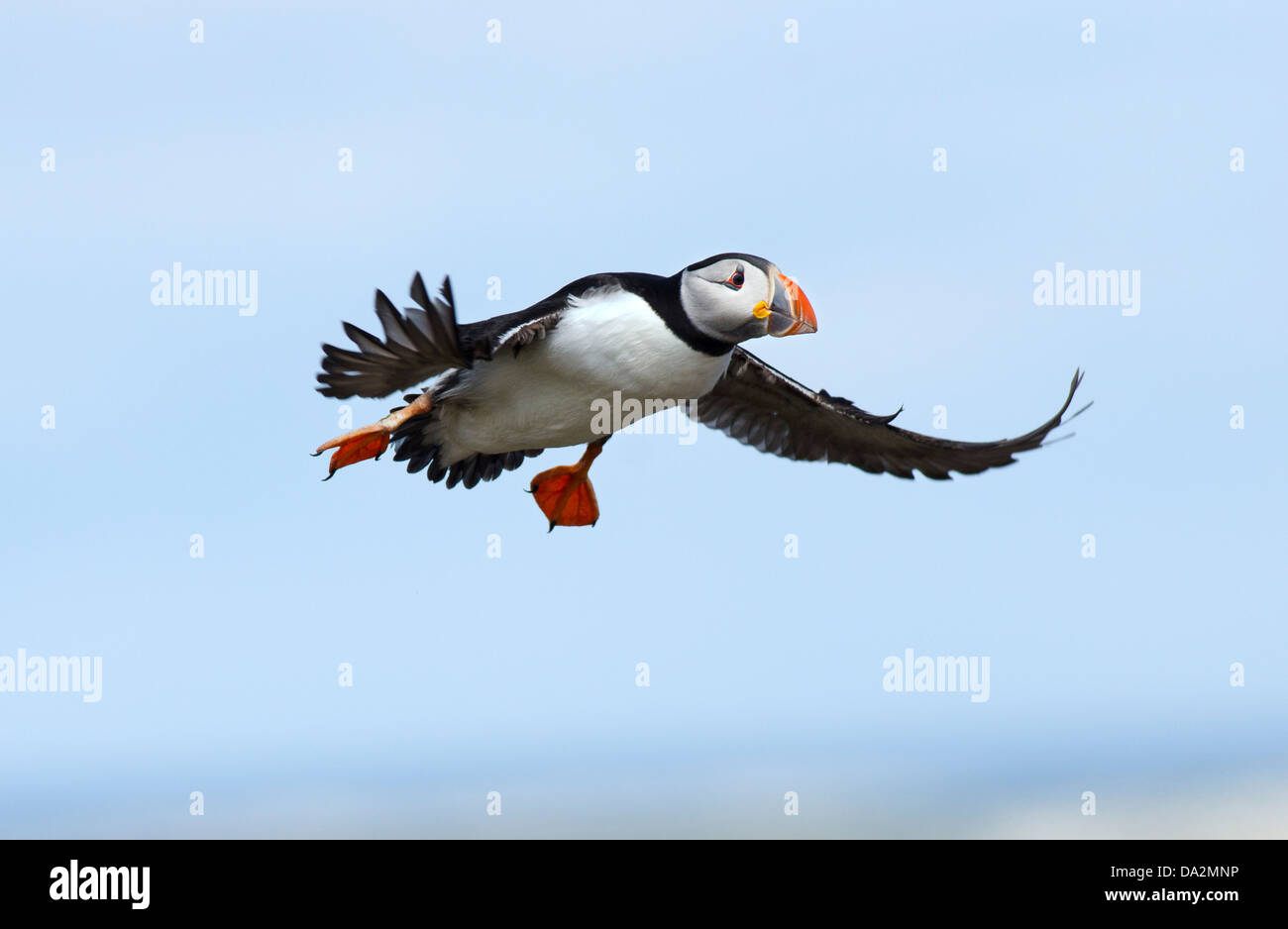 Stumpy point hi-res stock photography and images - Alamy