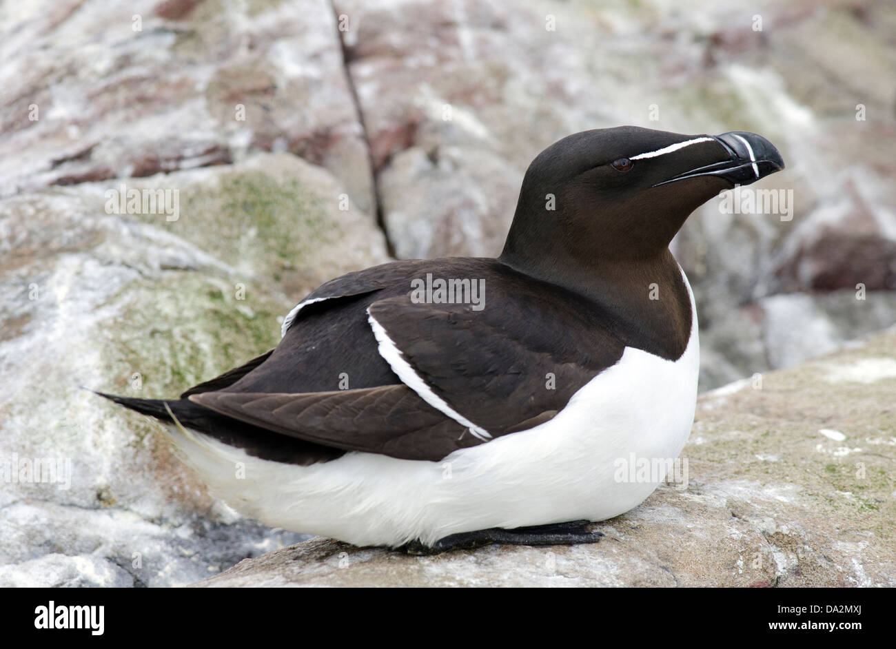 razorbill,alca torda,on seacliff,ledge,north sea Stock Photo - Alamy