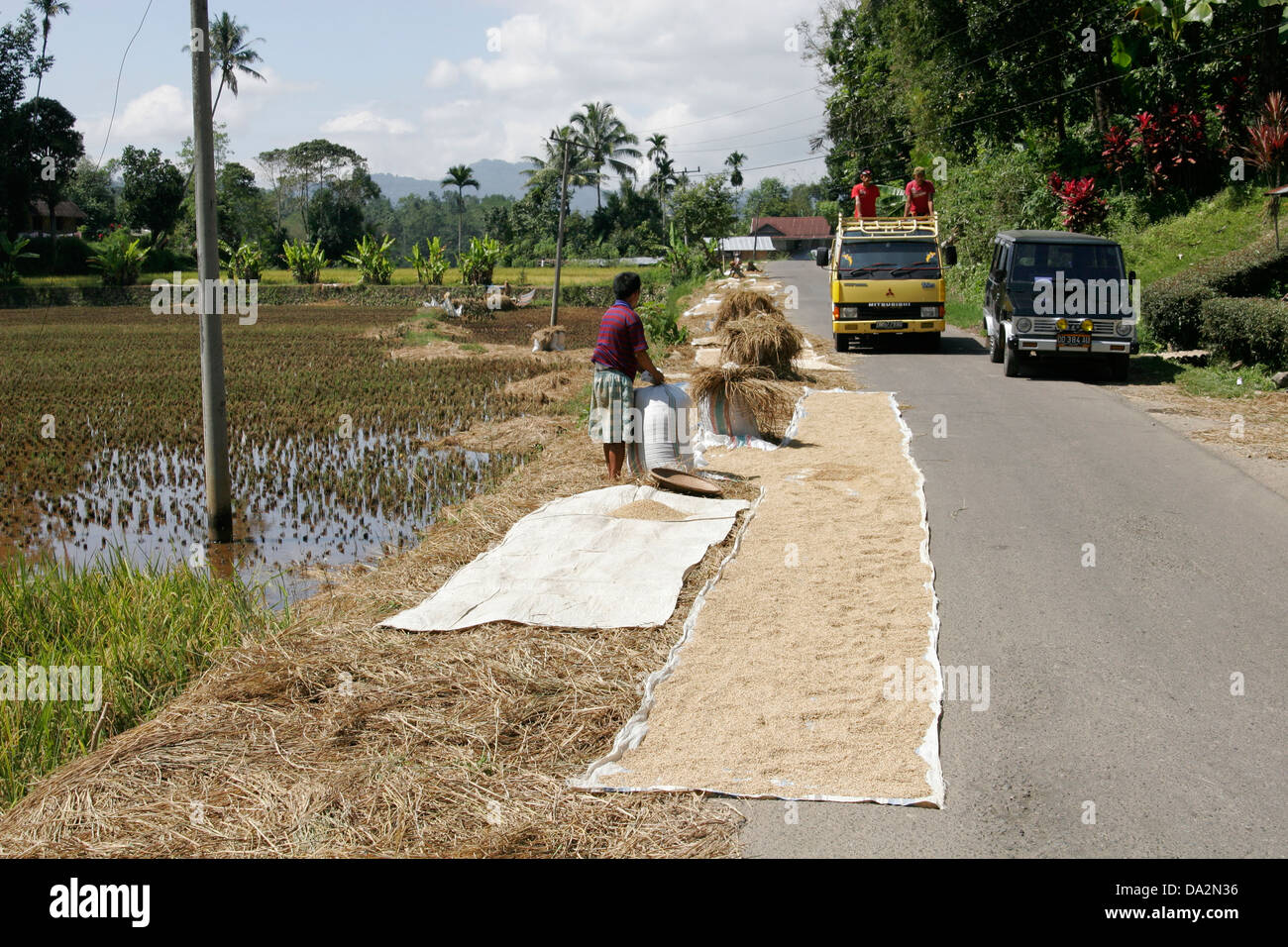 Rice harvest in Sulawesi, Indonesia, Southeast Asia Stock Photo - Alamy
