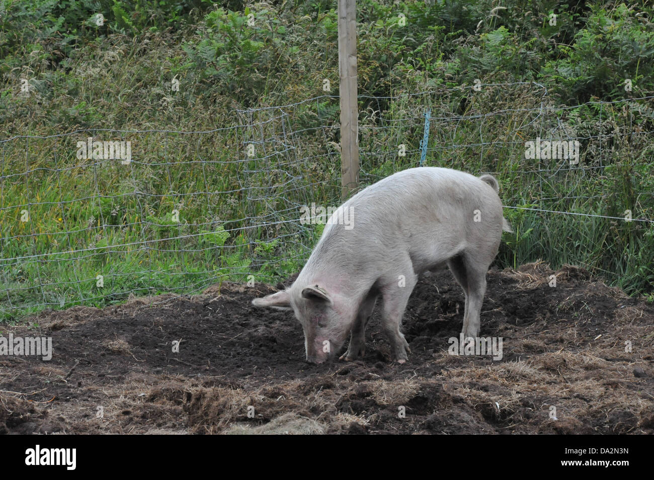 Pig in a field hi-res stock photography and images - Alamy