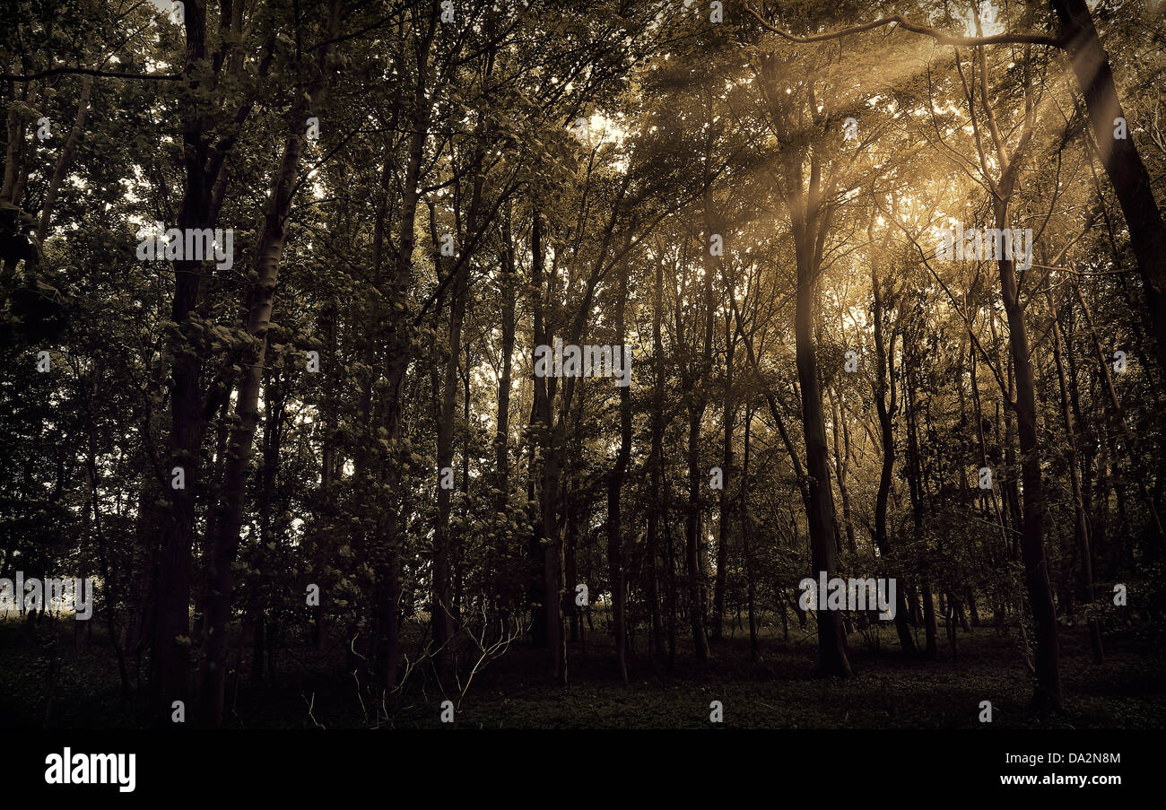 Forest edge effect hi-res stock photography and images - Alamy