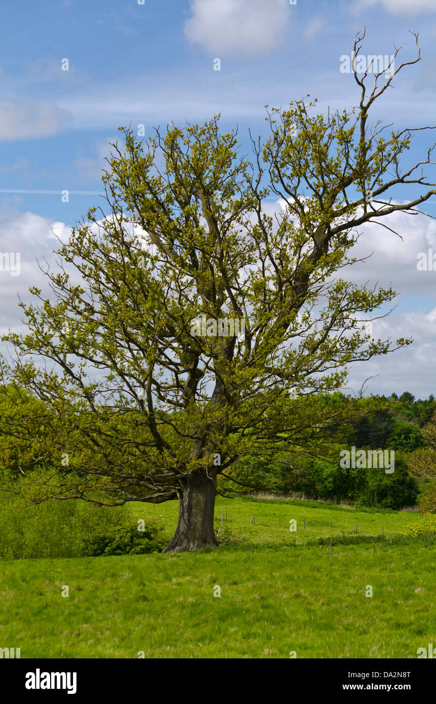 oak tree bent over by the wind Stock Photo - Alamy
