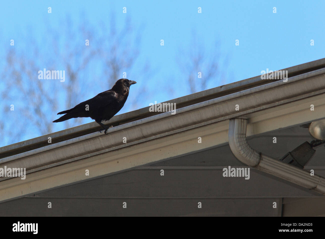 Sit on roof hi-res stock photography and images - Alamy