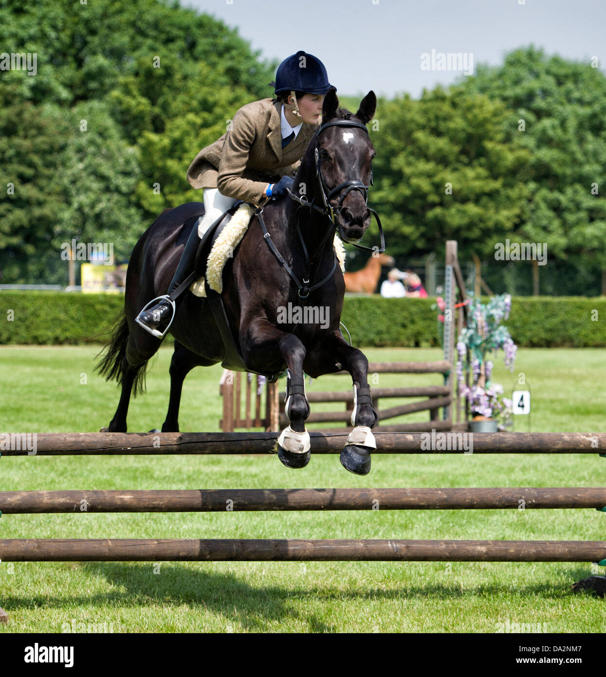 Chestnut Eventing Horse High Resolution Stock Photography and Images ...