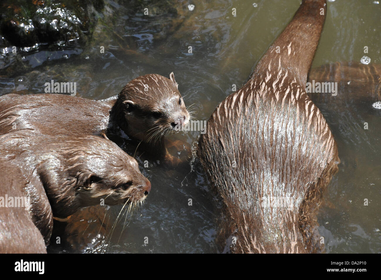 Otters swimming hi-res stock photography and images - Alamy