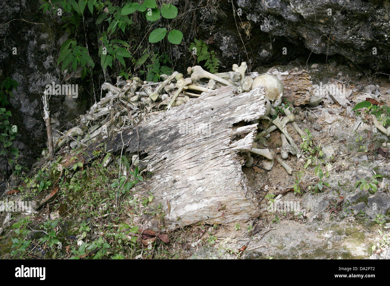Exposed skulls hi-res stock photography and images - Alamy